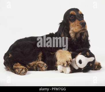 black and tan english cocker Spaniels Stock Photo - Alamy