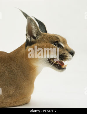 Caracal - side view Stock Photo - Alamy
