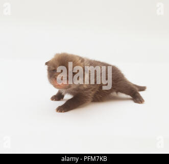 3 Week Old Fox Cub Stock Photo - Alamy