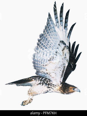 African Red-tailed Buzzard (Buteo auguralis) in flight with its wings ...