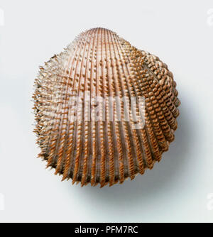 Prickly cockle (Acanthocardia echinata) shell washed on beach Stock ...