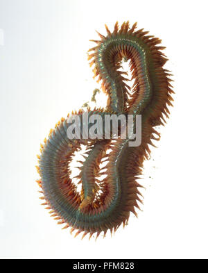 Sandworm (Nereis virens Stock Photo - Alamy
