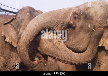 Two elephants with Trunks entwined Stock Photo - Alamy