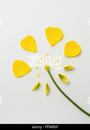 Ranunculus acris flore pleno Stock Photo - Alamy