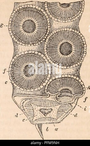 This section of the 'Cyclopædia of Anatomy and Physiology' focuses on ...