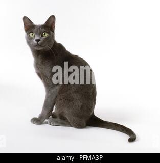 side view of seated grey cat turning its head back and looking up on ...