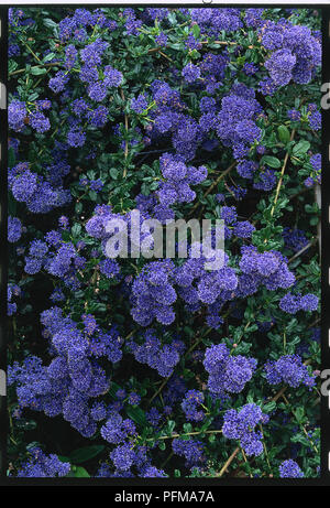 Ceanothus ‘Concha’ California lilac Concha - tiny violet blue flower ...