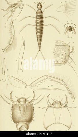 This work focuses on the metamorphosis of beetles, providing insights ...