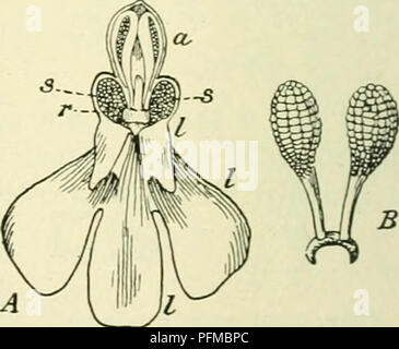 The pyramid orchid (Anacamptis pyramidalis), also known as pyramidal ...