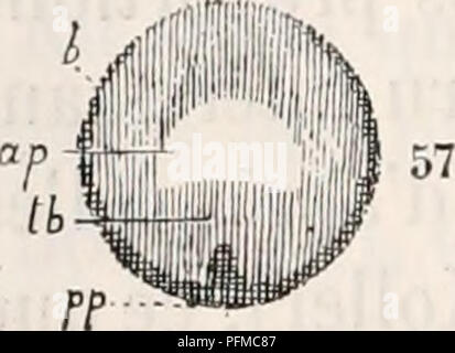 This work focuses on the formation of the blastoderm in bird embryos ...
