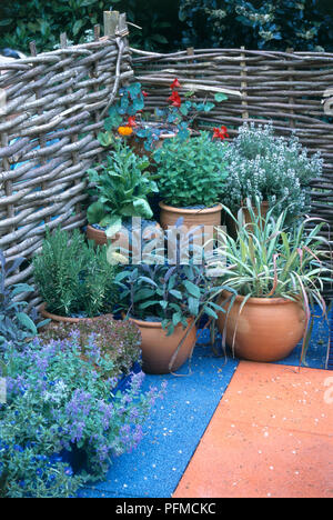 Thyme Thymus vulgaris and mint Mentha plants growing in yellow and ...