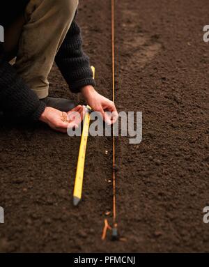 sowing seed against string line in raised bed project 4 Stock Photo - Alamy