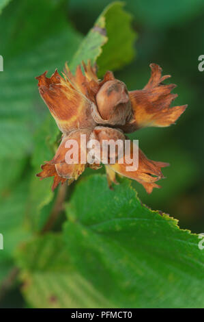 Corylus sp., Cobnuts, in clusters and separate Stock Photo - Alamy