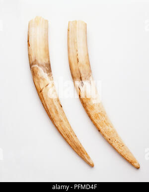 Pair of walrus tusks Stock Photo - Alamy