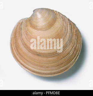 Dosinia anus (ringed dosinia Stock Photo - Alamy