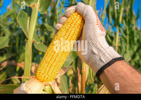 Man hand picking corn on the Cob in Field, Netherlands Stock Photo - Alamy