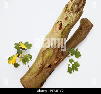 Close-up of a tree branch with rough bark and broken twig, surrounded ...