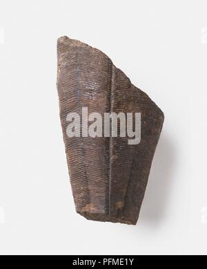 Paraconularia (Conularid) fossil, early Permian era Stock Photo - Alamy