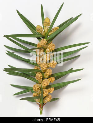 California Nutmeg Tree Torreya californica habit whole tree Stock Photo ...