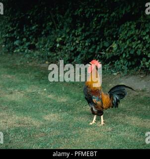 Rooster crowing, UK Stock Photo - Alamy
