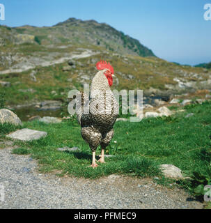 food and landscape Stock Photo - Alamy