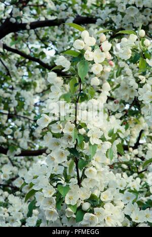Malus 'Snowdrift', crab apple tree in bloom Stock Photo - Alamy