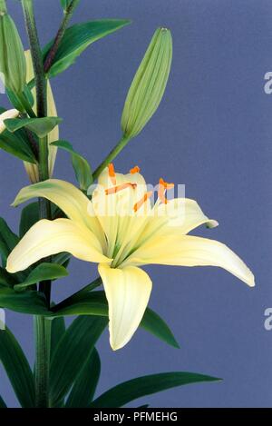 Leaf bud on blue background Stock Photo - Alamy