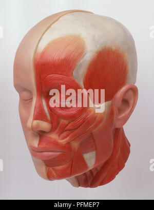 Human anatomy - structure of head muscles and tendons Stock Photo - Alamy