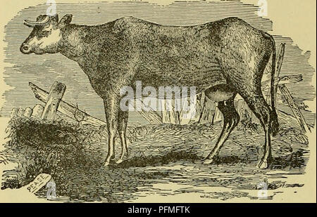 This work describes different breeds of sheep, including the Wallachian ...
