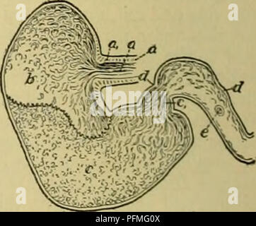This entry discusses the digestive system and anatomy of pachyderms ...
