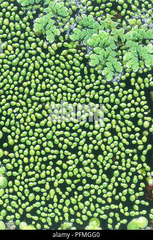 Spotless Watermeal (Wolffia arrhiza Stock Photo - Alamy