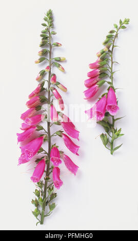 An Image Of Pink Foxglove Flowers Stock Photo - Alamy