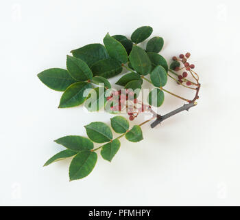 Toothache tree (Zanthoxylum americanum Stock Photo - Alamy