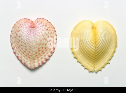 true heart cockle (Corculum cardissa), at the bottom of the sea Stock ...