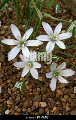 Star-of-Bethlehem (ornithogalum umbellatum), close up of a single ...