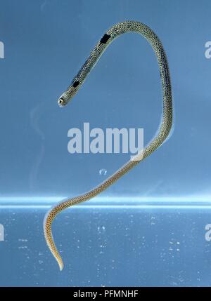 Spotted garden eel (Heteroconger hassi Stock Photo - Alamy