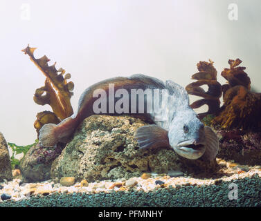 Wolf-fish (Anarhichas lupus Stock Photo - Alamy