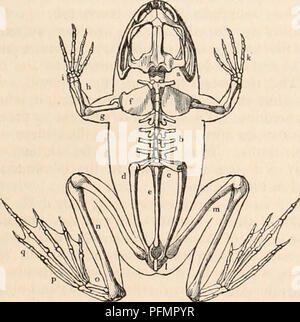 This section of *The Cyclopædia of Anatomy and Physiology* discusses ...