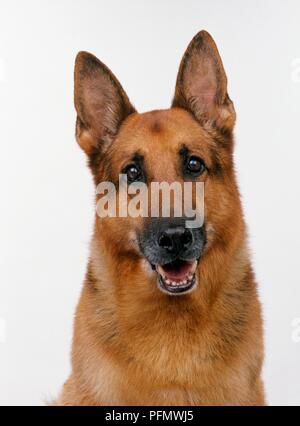 German Shepherd dog head and shoulders portrait Stock Photo - Alamy