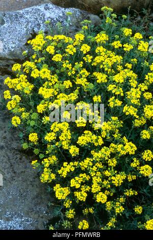 Flowering Yellow Alyssum Stock Photo - Alamy