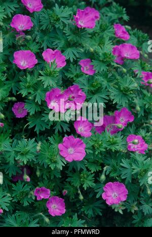 Geranium sanguineum ‘Max Frei’ bloody cranesbill Max Frei – deep pink ...