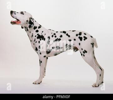 Dalmatian dog is black and white is standing on the street on the grass ...
