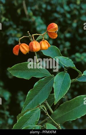 Euonymus myrianthus Spindle tree Stock Photo - Alamy
