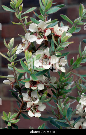 Leptospermum lanigerum Leptospermum lanigerum Stock Photo - Alamy