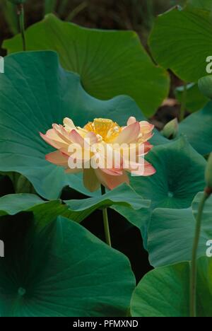 lotus, 'Mrs. Perry D. Slocum' Stock Photo - Alamy