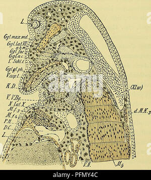 This study from the Jena Society examines the central nervous system of ...