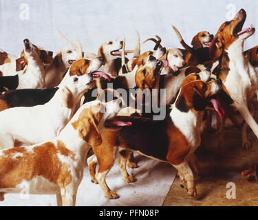 Pack of Beagles hunting Stock Photo - Alamy