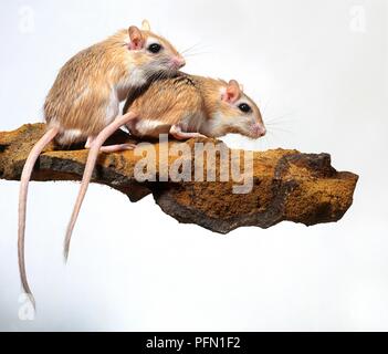 Two pallid gerbils (Gerbillus perpallidus Stock Photo - Alamy