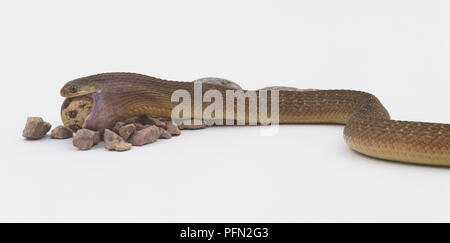 Egg-eating Snake (Dasypeltis scabra Stock Photo - Alamy