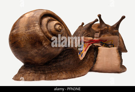 Male Internal Organs Anatomy Stock Photo - Alamy